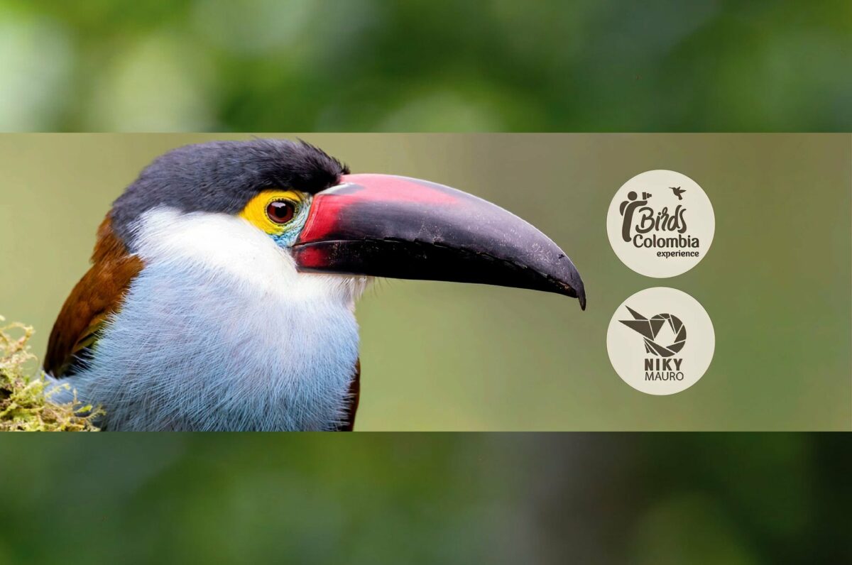 Birds Colombia Experience Photo Tour by Niky & Mauro - Adventure Colombia